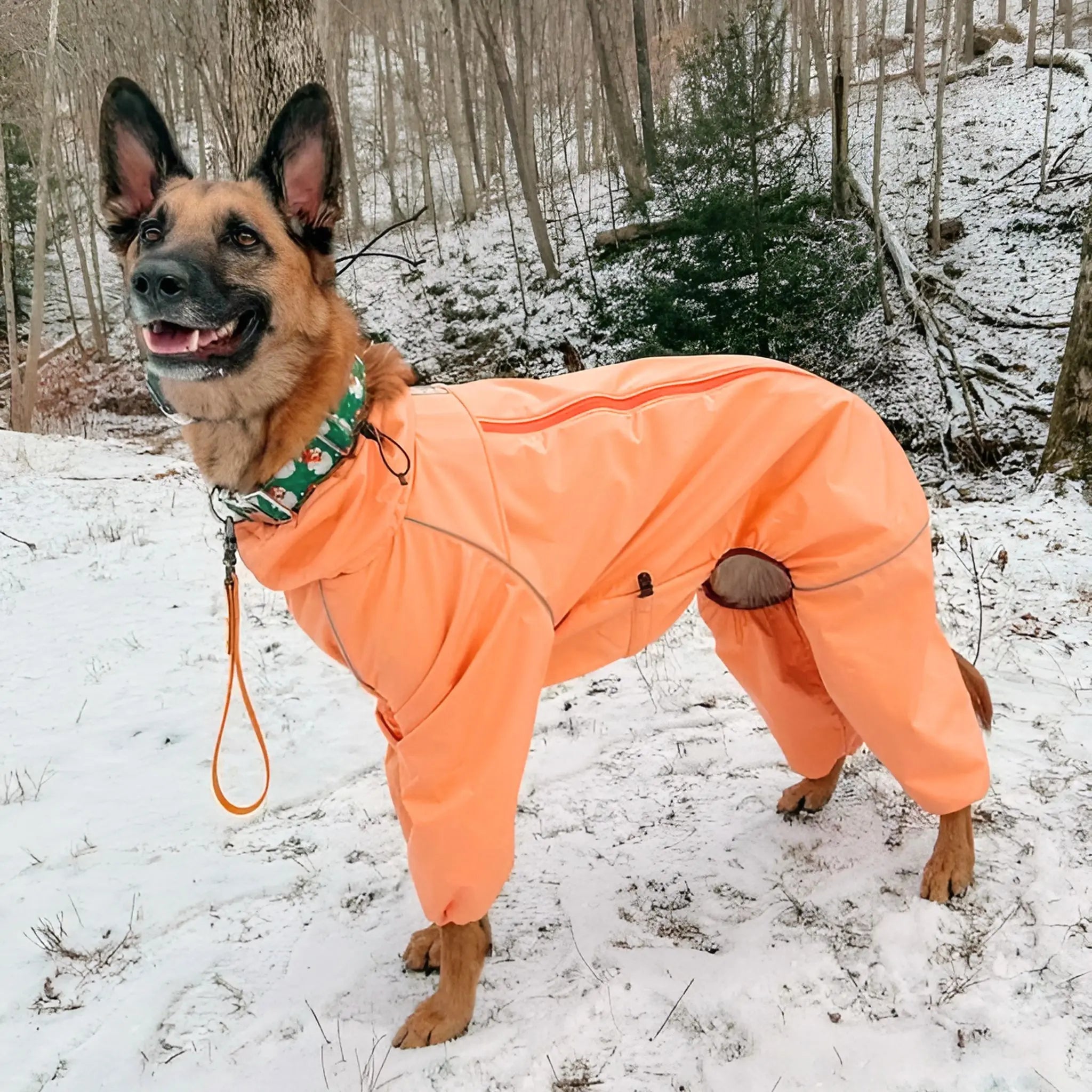 CHILLY DAY ESSENTIALS – WOOFESSENTIAL