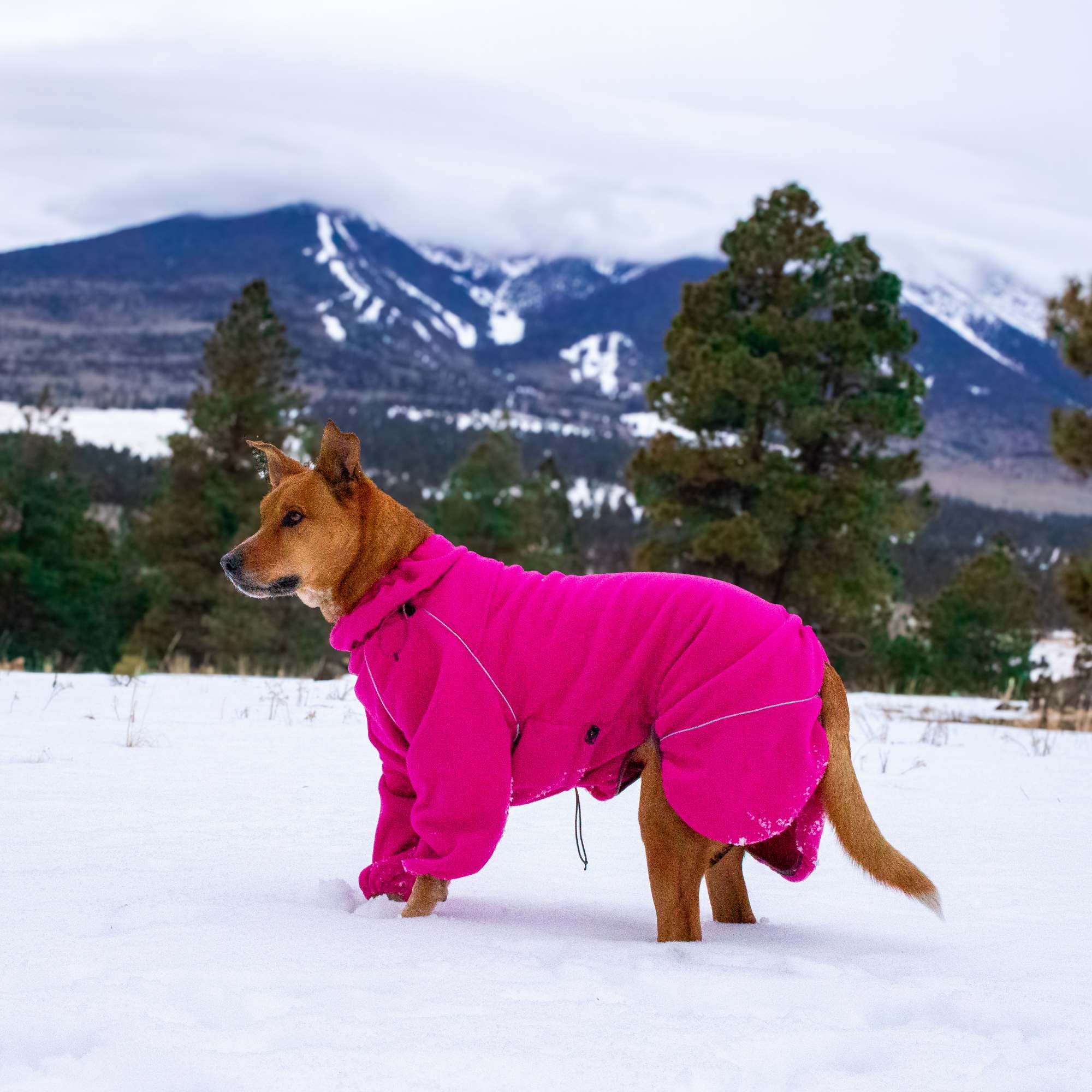 Cozy Hugger Fleece Jacket - Warmth for Big Dogs – WOOFESSENTIAL