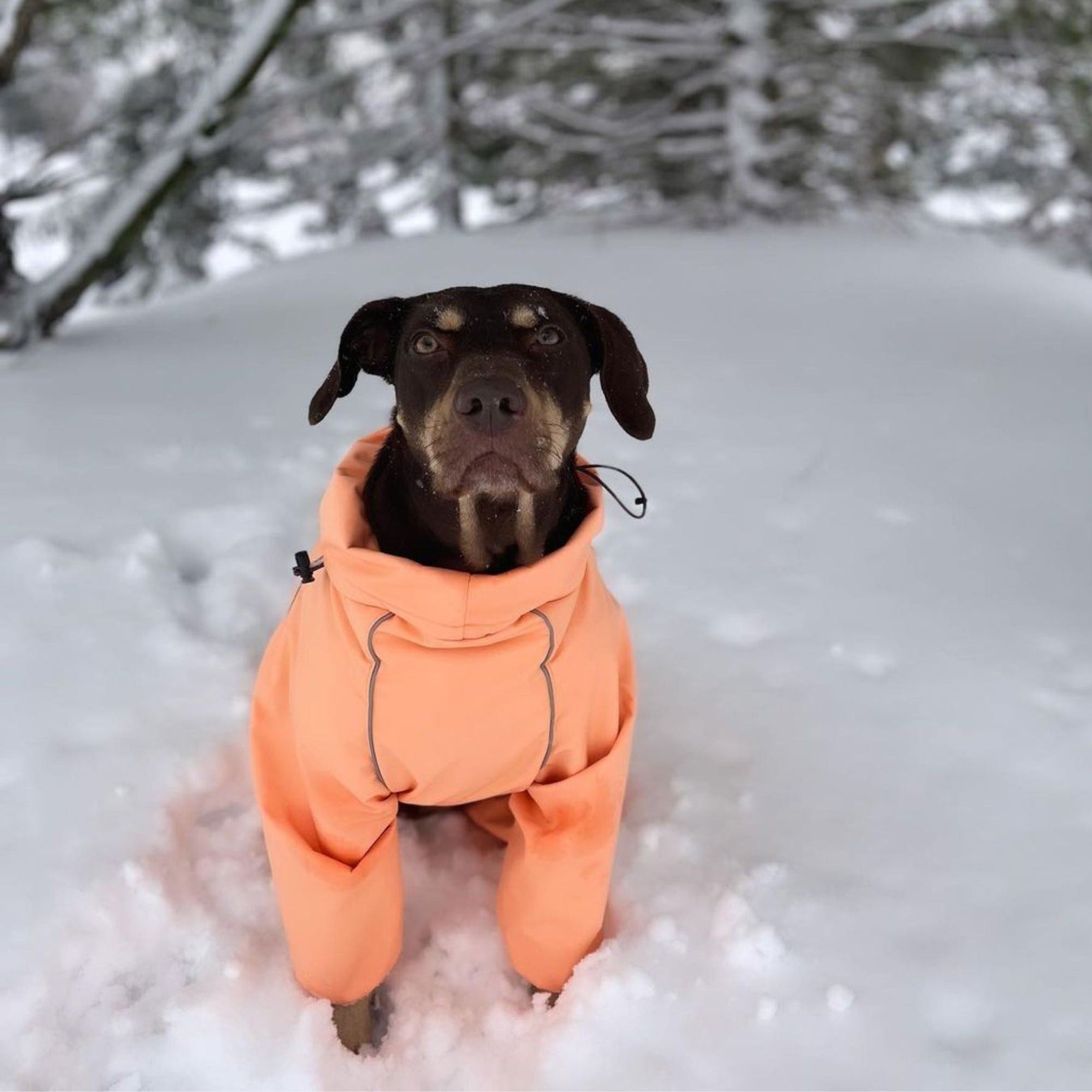 Snow Warrior Suit - Ultimate Winter Gear for Big Dogs – WOOFESSENTIAL