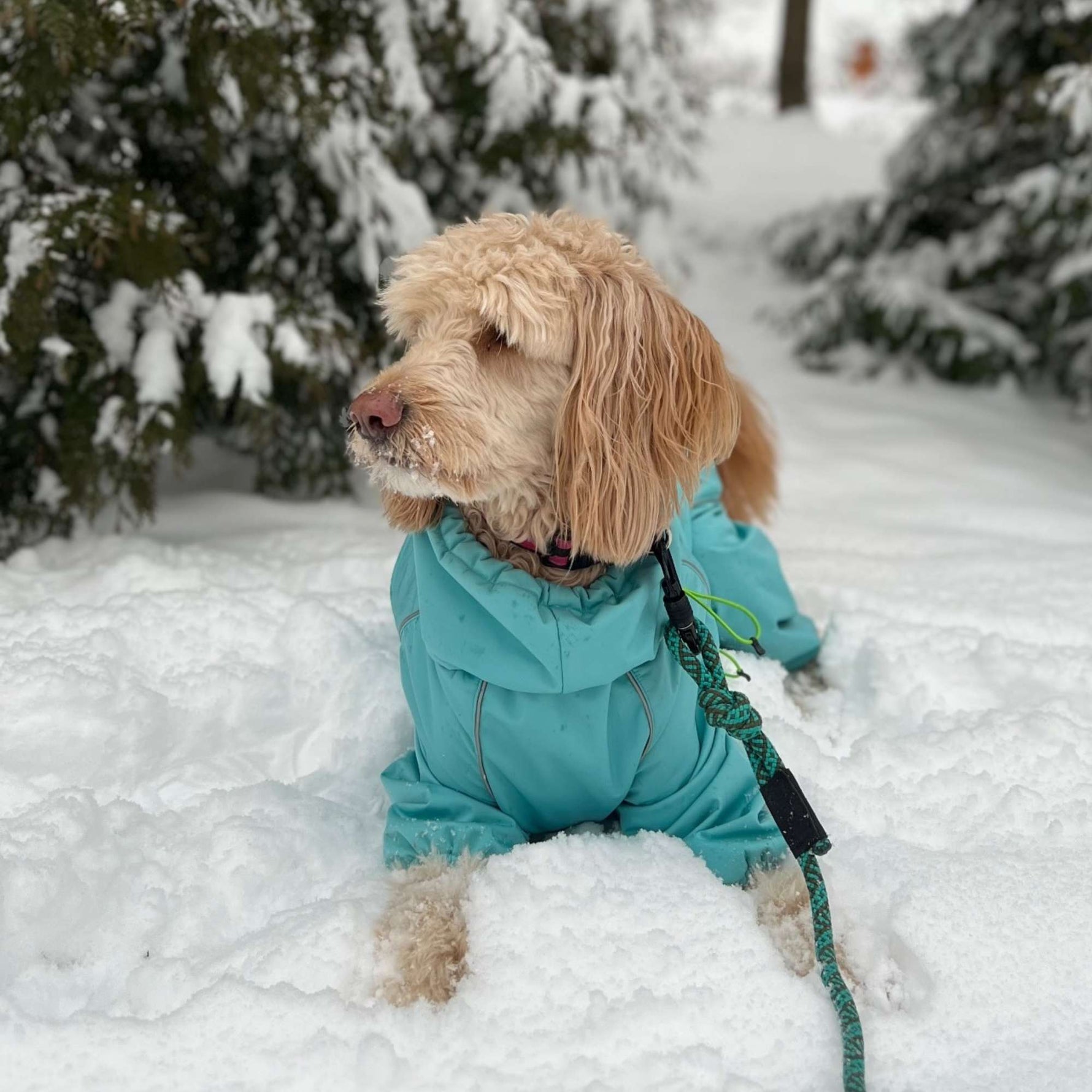 Snow Warrior Suit - Ultimate Winter Gear for Big Dogs – WOOFESSENTIAL